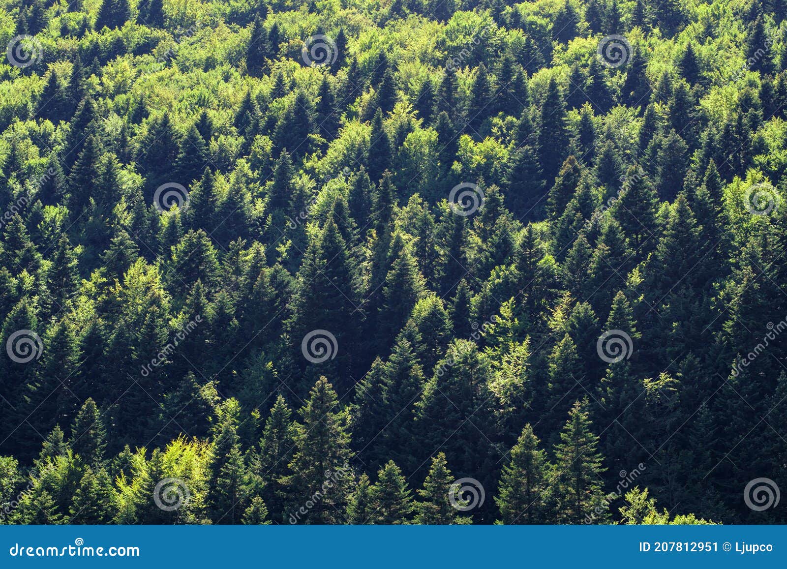 Backlit pine tree forest stock image. Image of landmark - 207812951