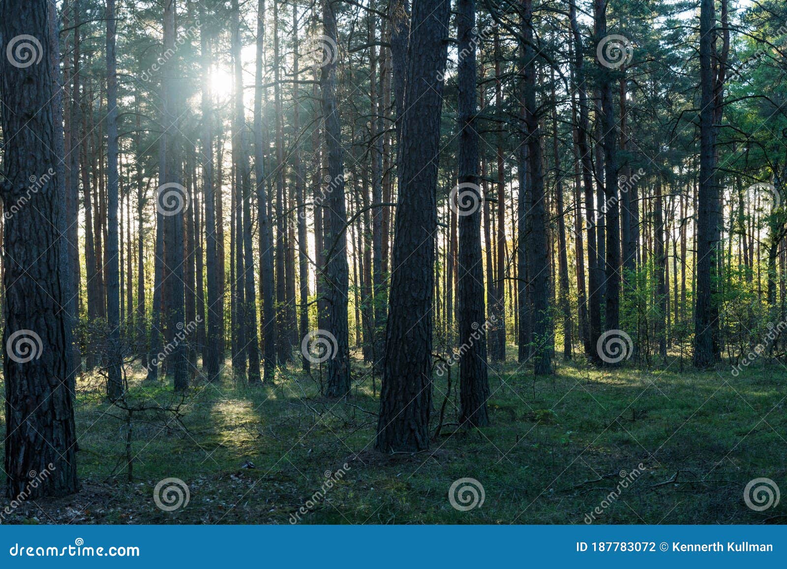 Backlit pine tree forest stock photo. Image of peaceful - 187783072