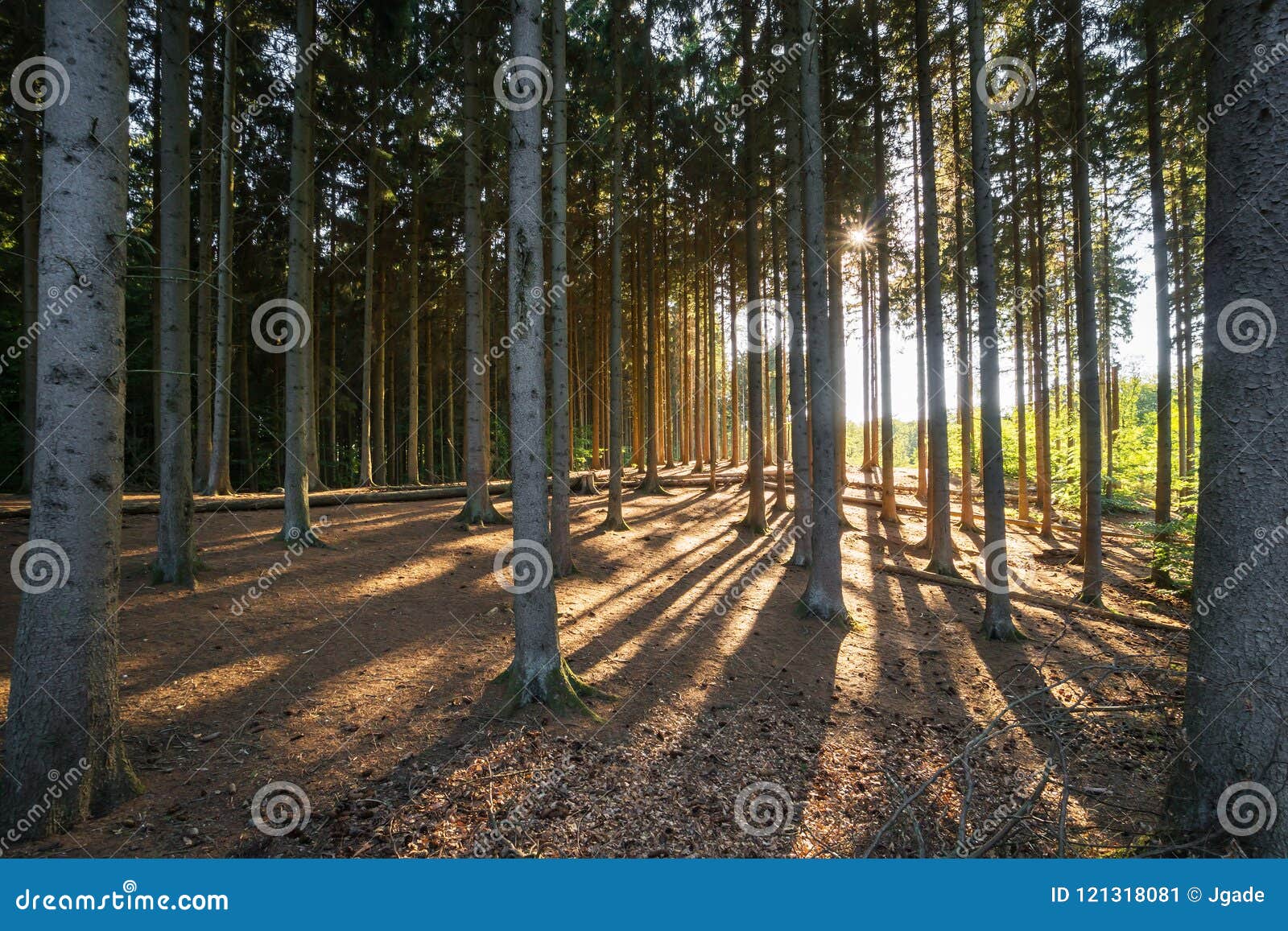 Backlit pine wood stock image. Image of backlight, pinewood - 121318081