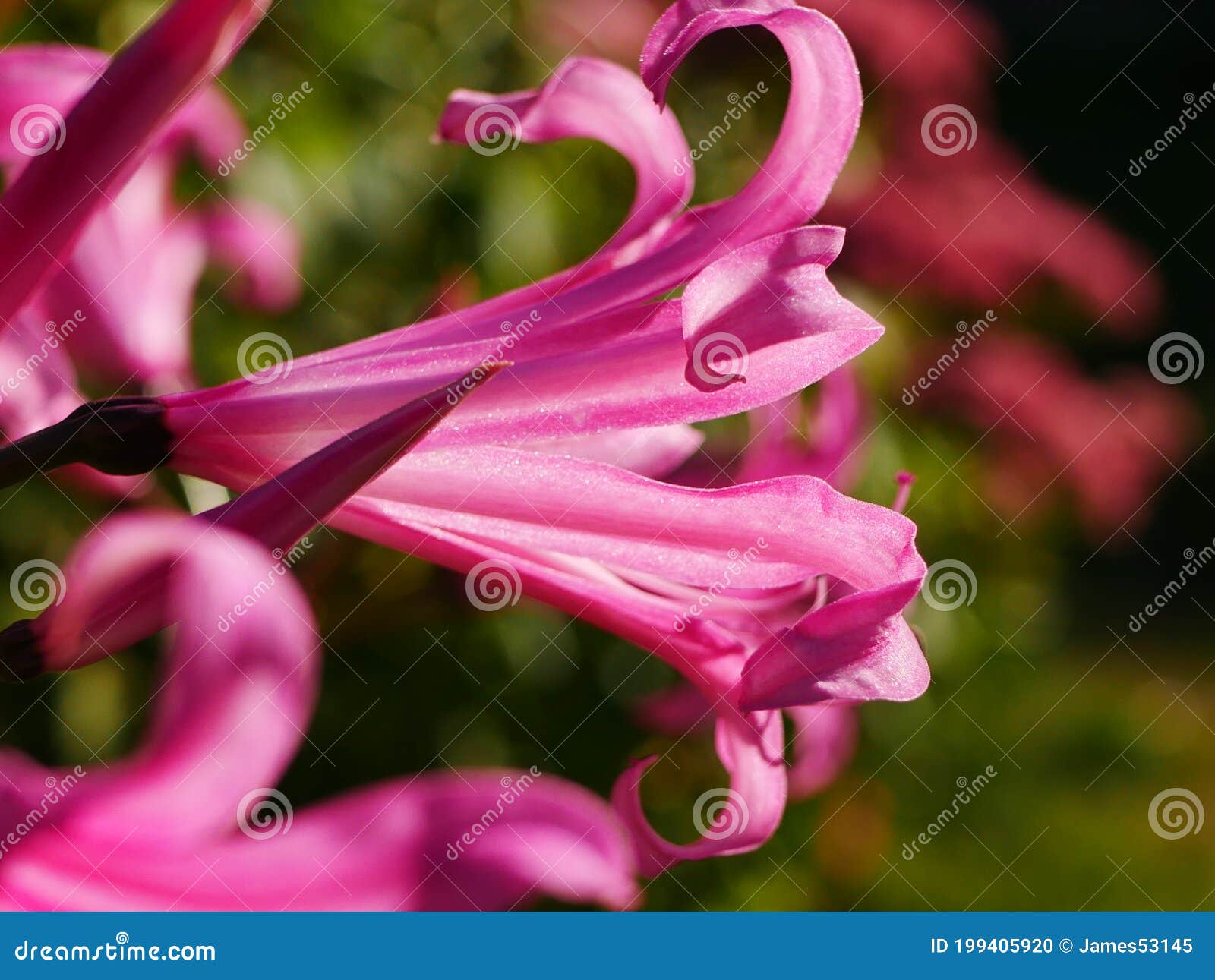 Backlit Pink Nerine Flower Closeup Stock Photo - Image of closeup, pink ...