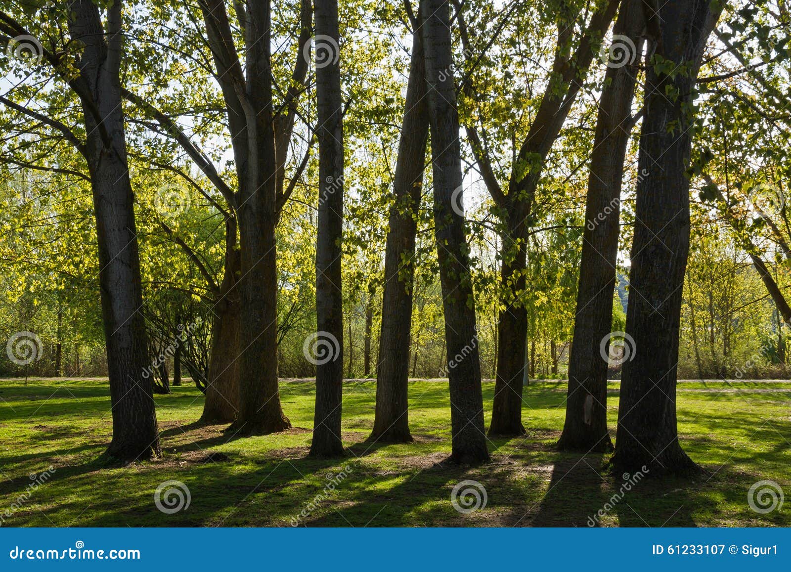 Backlit Poplar Grove in Public Park Stock Image - Image of urban, sunny ...