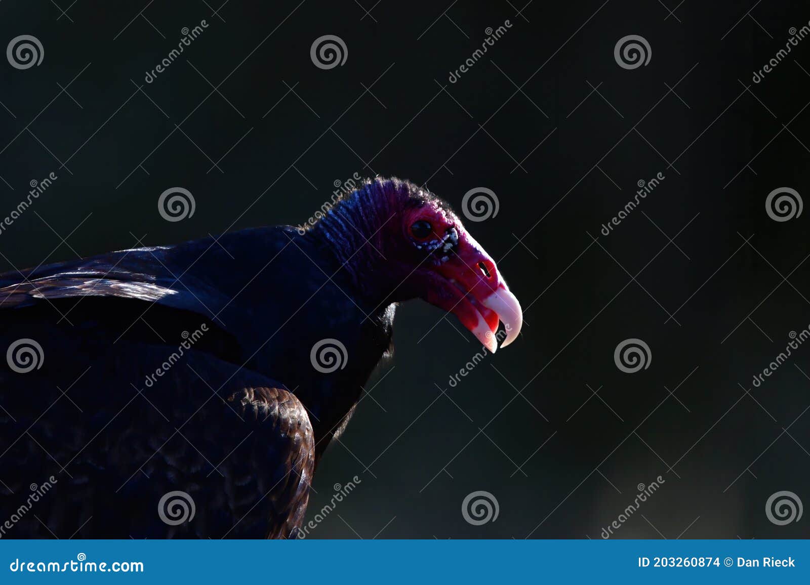 Backlit Profile of Turkey Vulture Buzzard Stock Photo - Image of wing ...