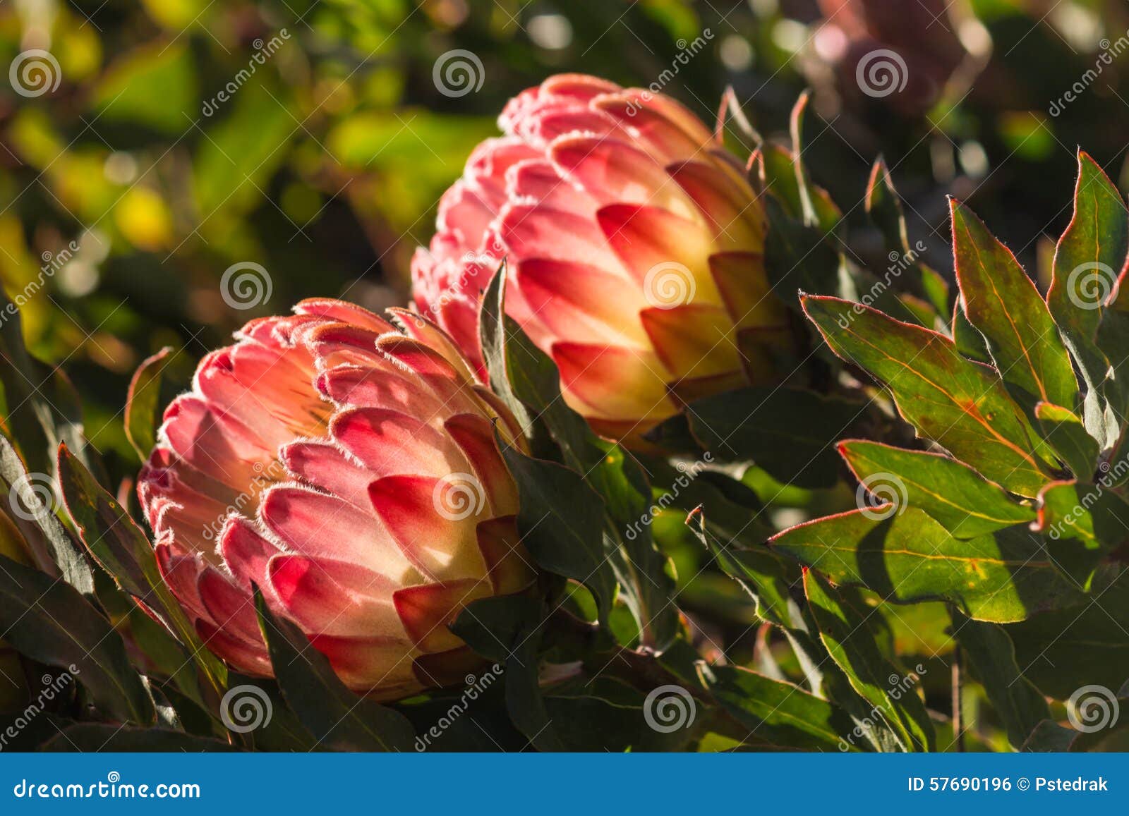 Backlit protea flowers stock photo. Image of cultivar - 57690196