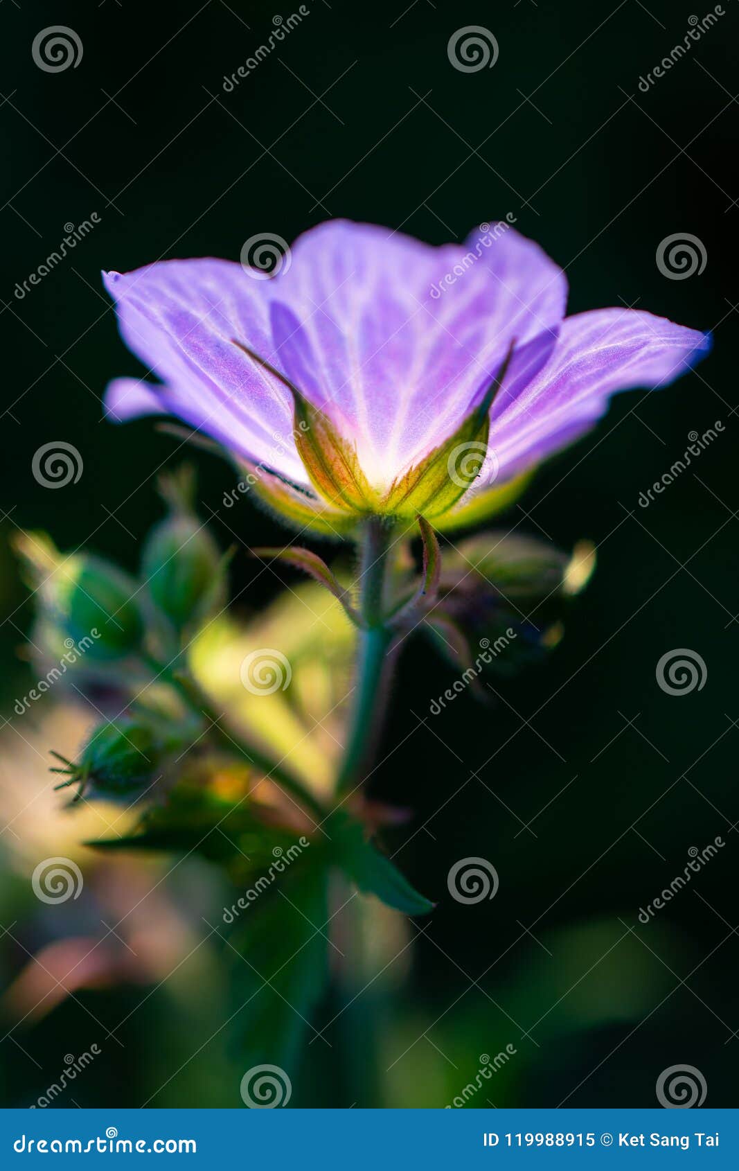 Backlit Purple Flower stock image. Image of sunlight - 119988915