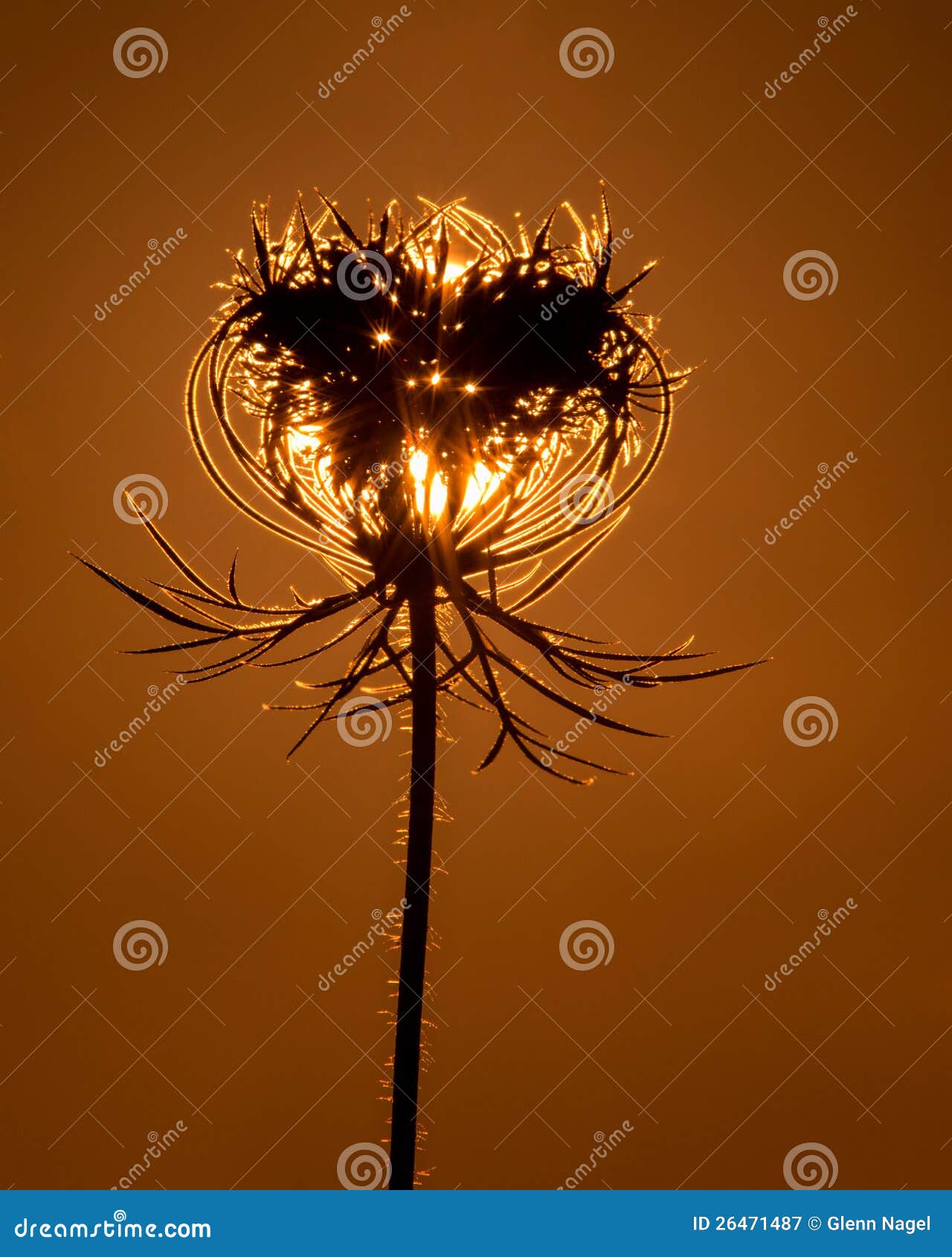 Backlit Queen Anne s Lace stock image. Image of single - 26471487