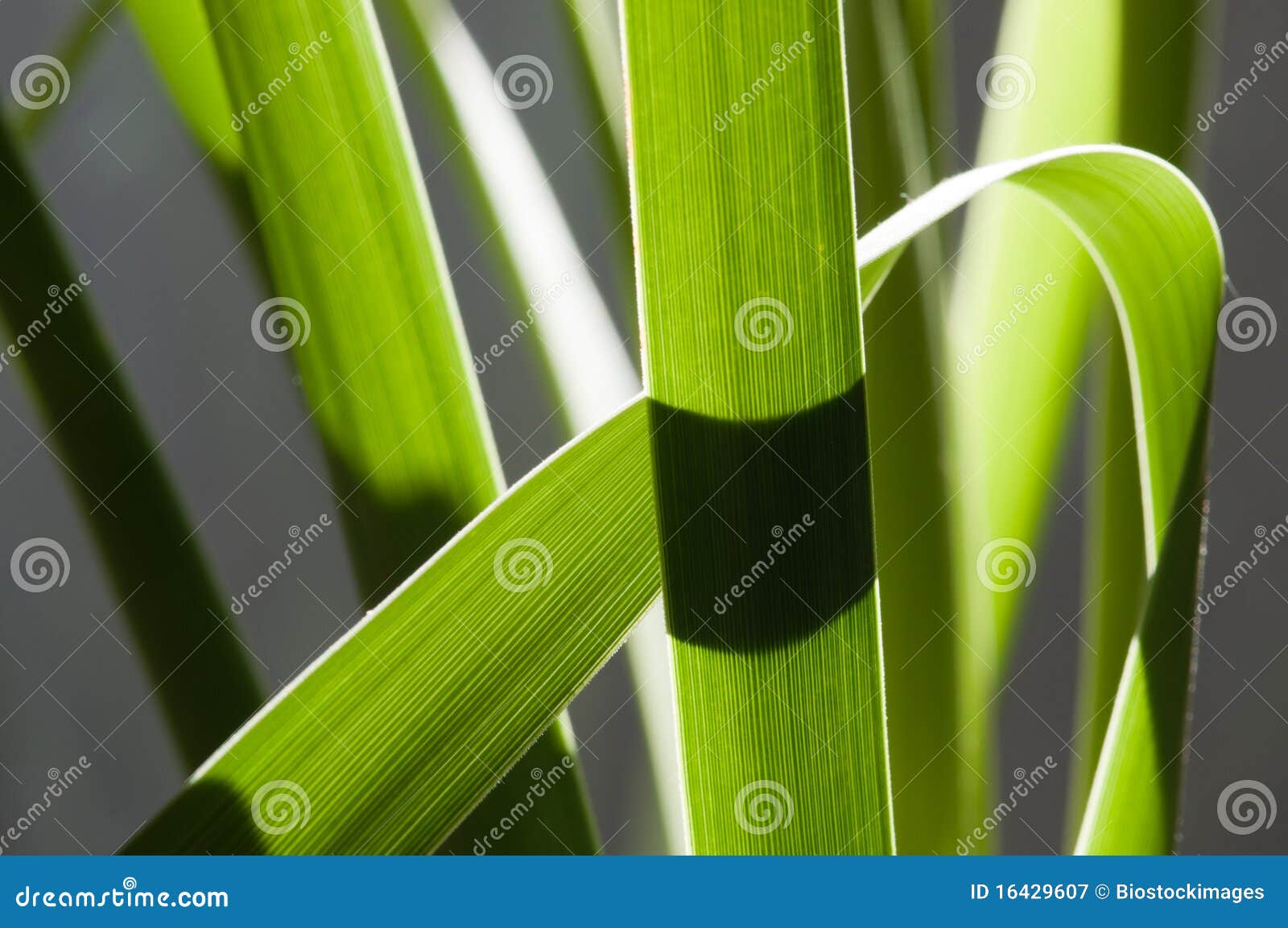 Backlit Rainforest Reed Leaves Stock Image - Image of leaves, plant ...