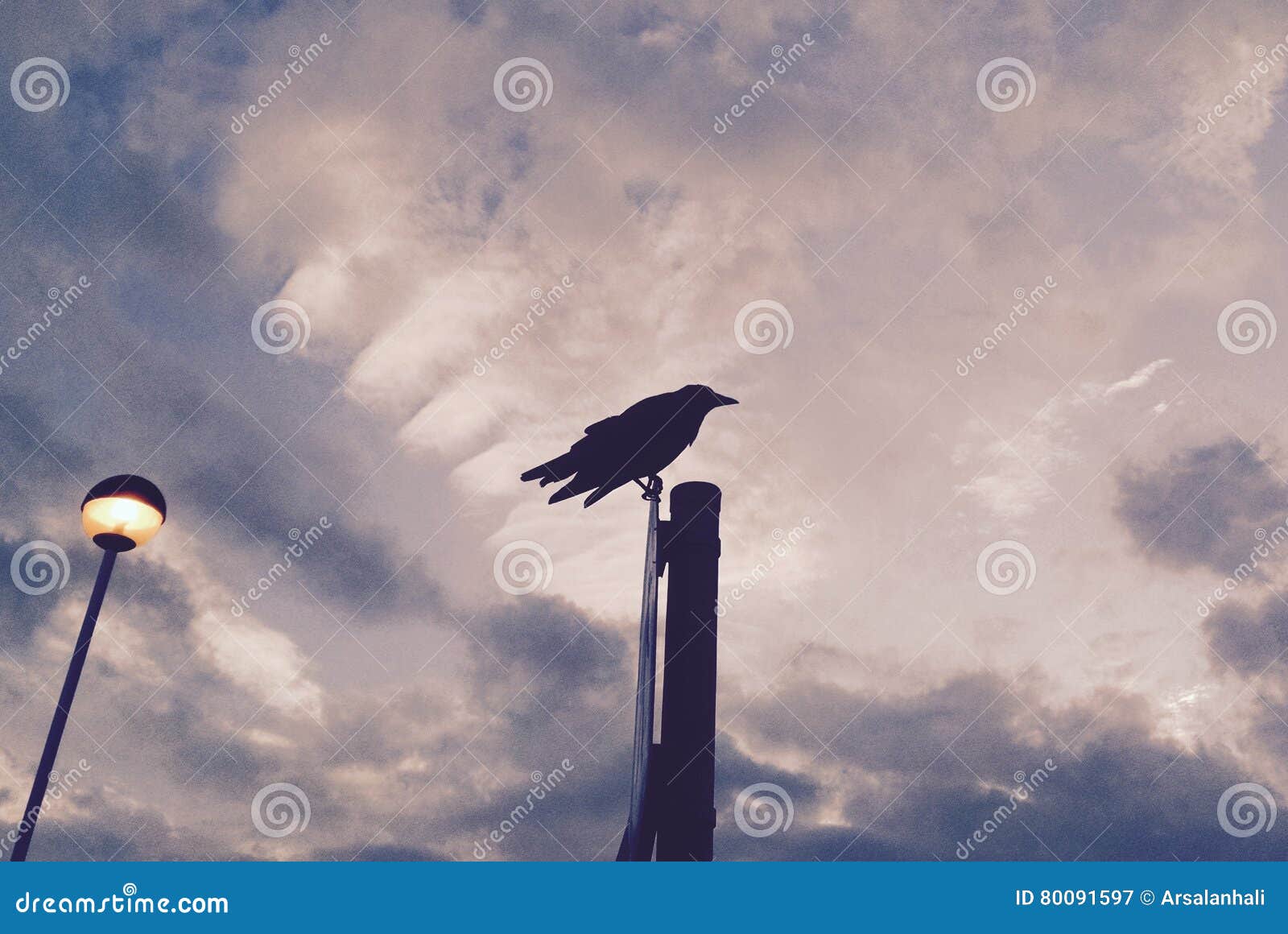 A Backlit Raven on a High Pole Looking Ahead Stock Image - Image of ...