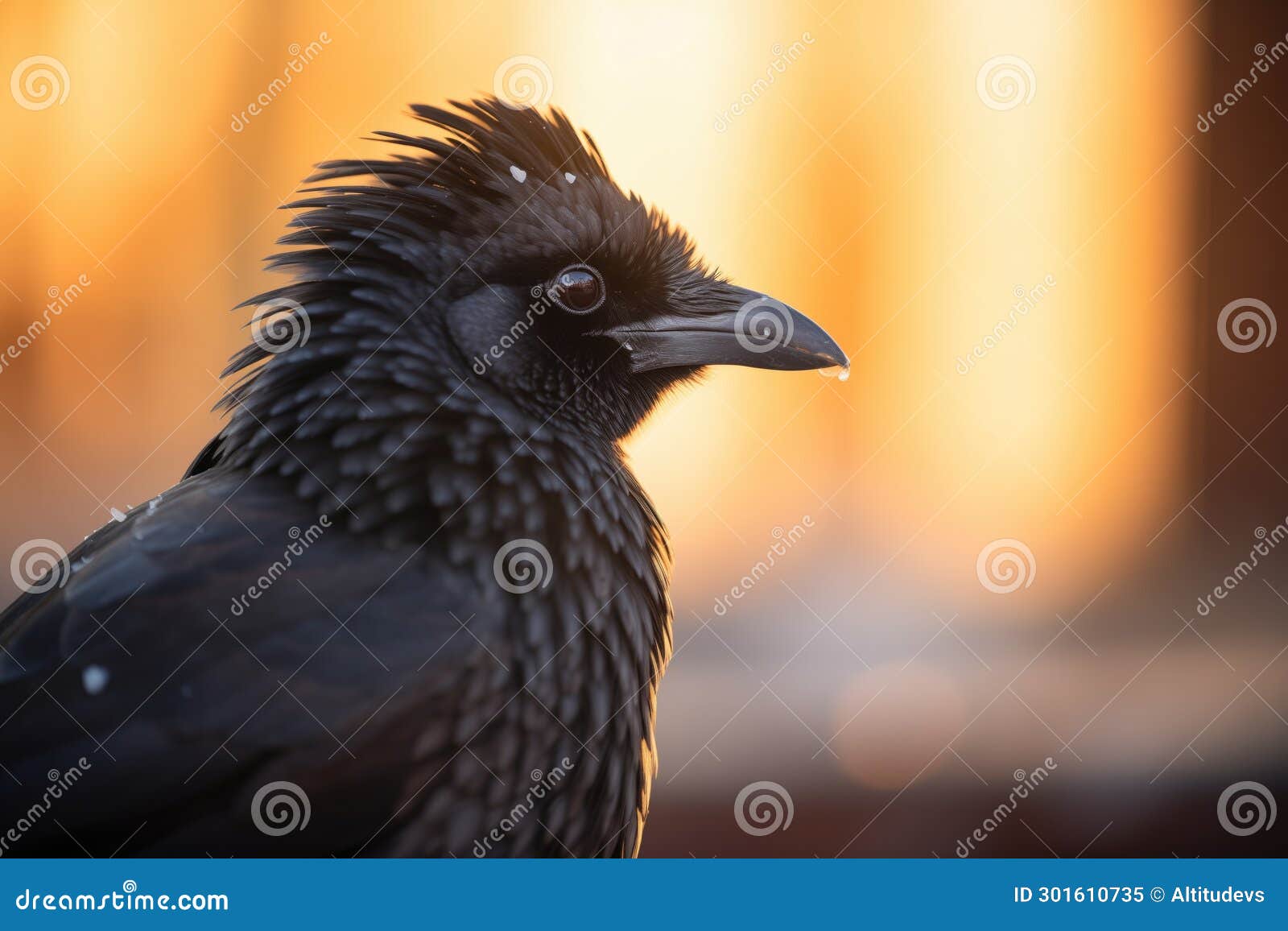 Backlit Raven with Sunlight Outlining Its Body Stock Image - Image of ...