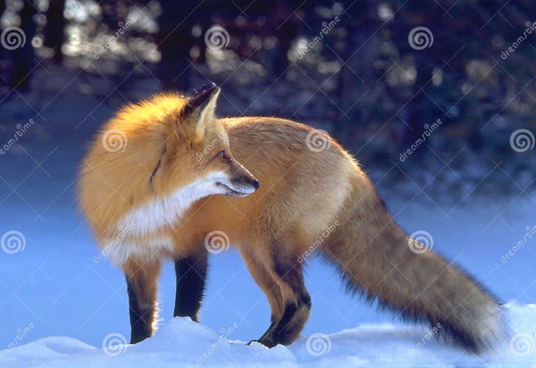 Backlit red fox stock image. Image of winter, nature, animals - 448817