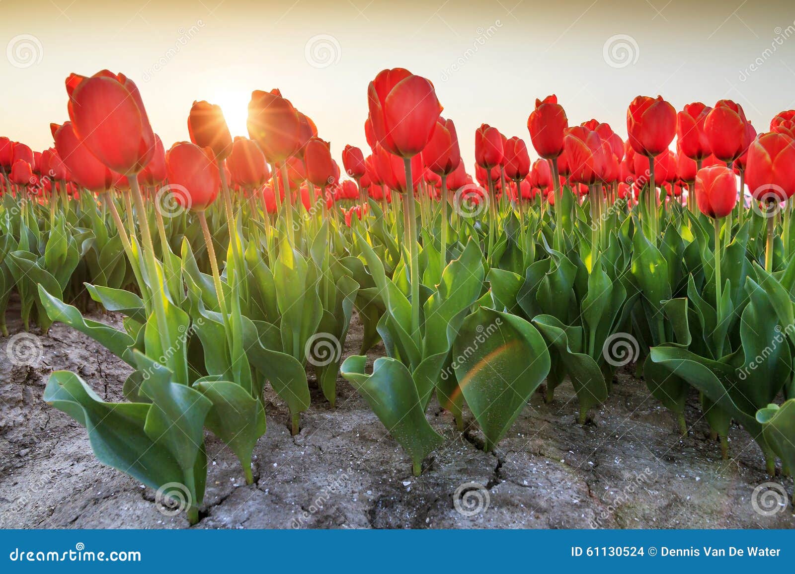 Backlit red tulips stock photo. Image of afternoon, petal - 61130524
