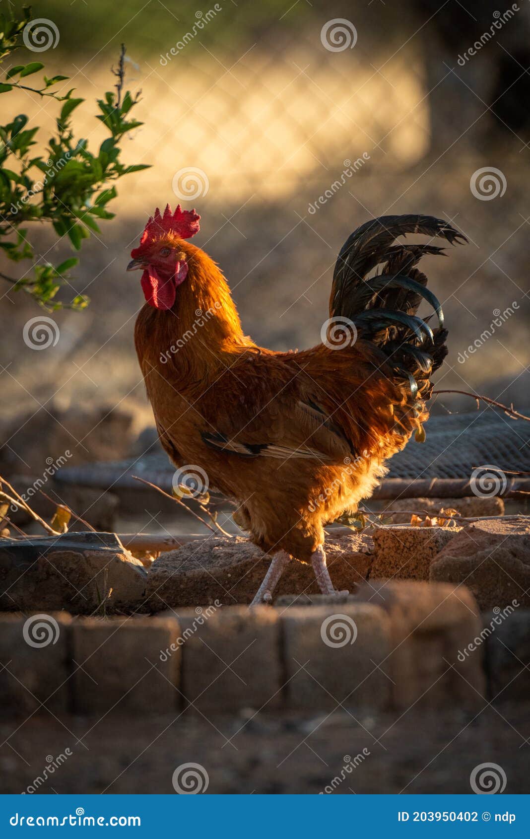 Backlit Rooster Walks Past Bricks Towards Bush Stock Photo - Image of ...