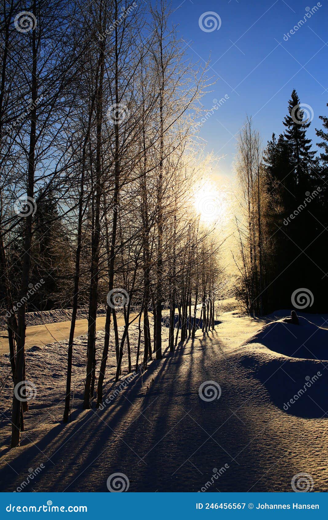 Backlit Row of Trees in Winter Wonderland Stock Image - Image of cool ...