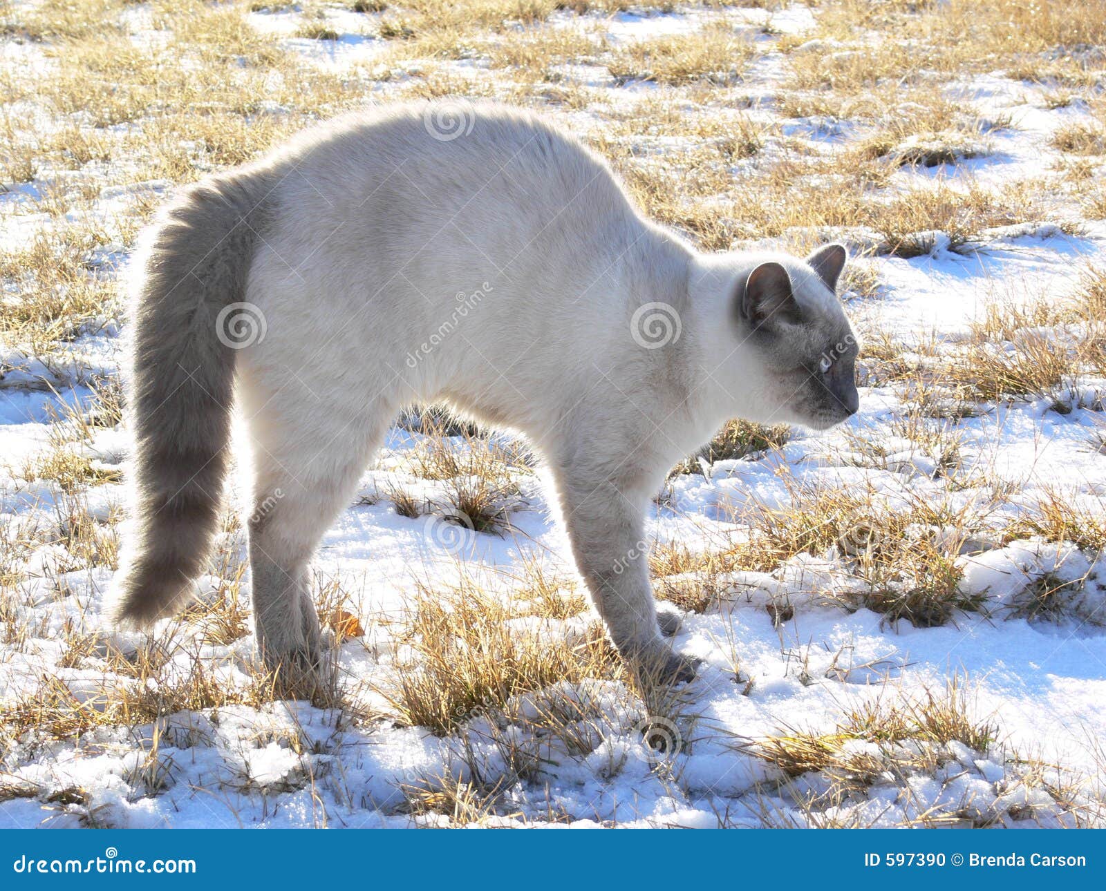 Backlit Scardy Cat stock photo. Image of winter, backlit - 597390