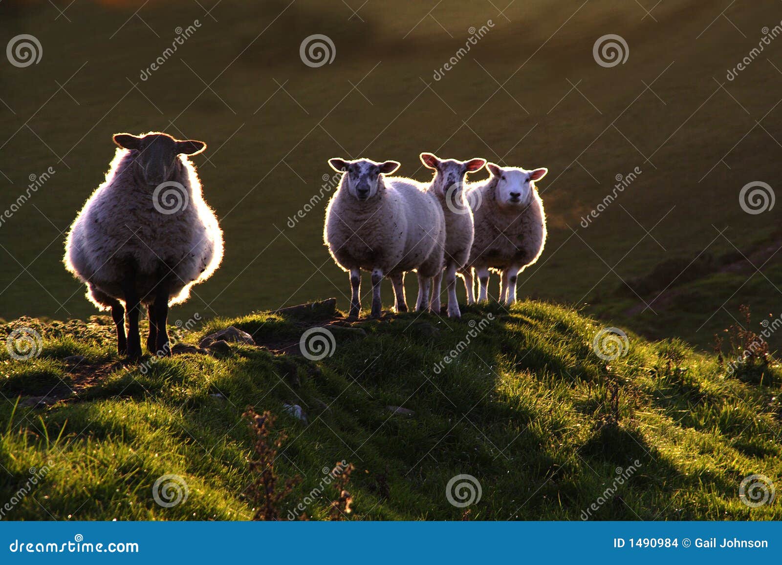 Backlit sheep stock photo. Image of national, landscape - 1490984