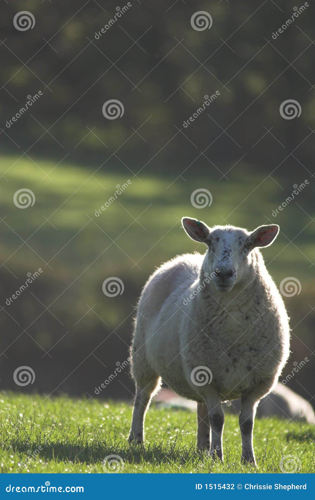 Backlit sheep stock photo. Image of green, farm, outdoor - 1515432