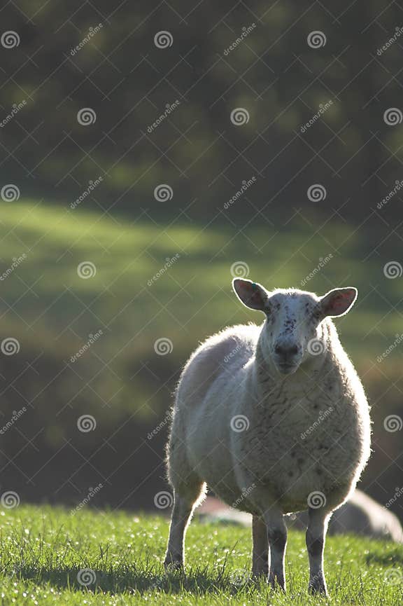 Backlit sheep stock photo. Image of green, farm, outdoor - 1515432