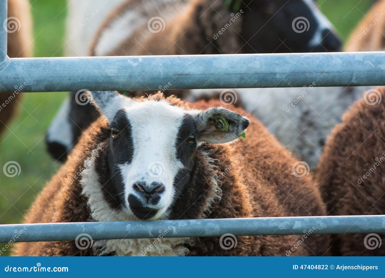 Backlit Sheep in Field at Sunset Stock Photo - Image of easter, lamb ...