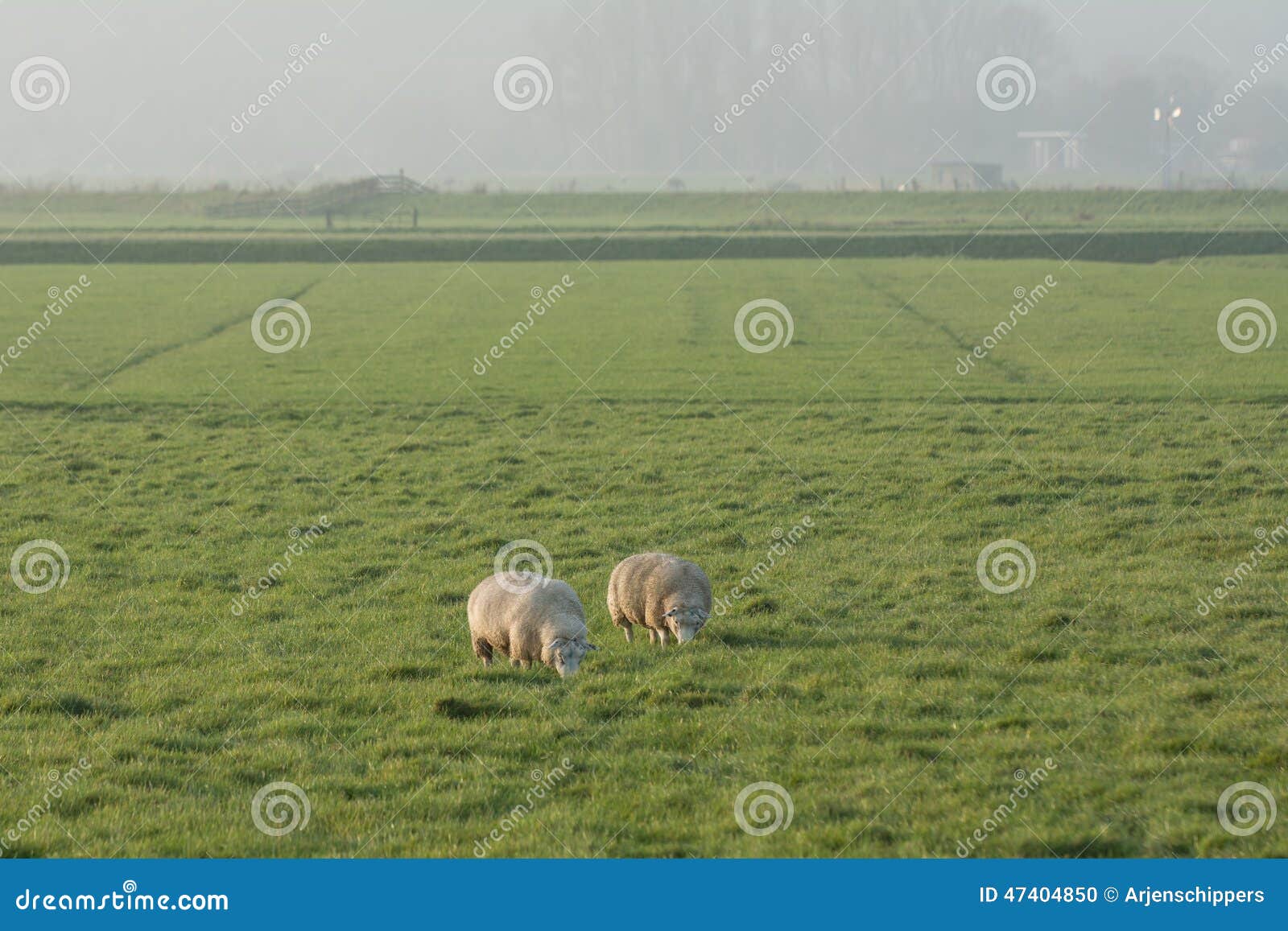 Backlit Sheep in Field at Sunset Stock Photo - Image of outdoors, green ...