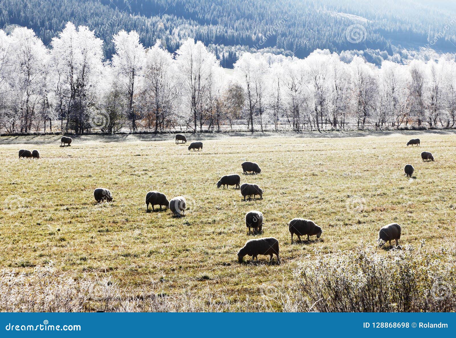 Backlit sheep stock photo. Image of animal, agriculture - 128868698