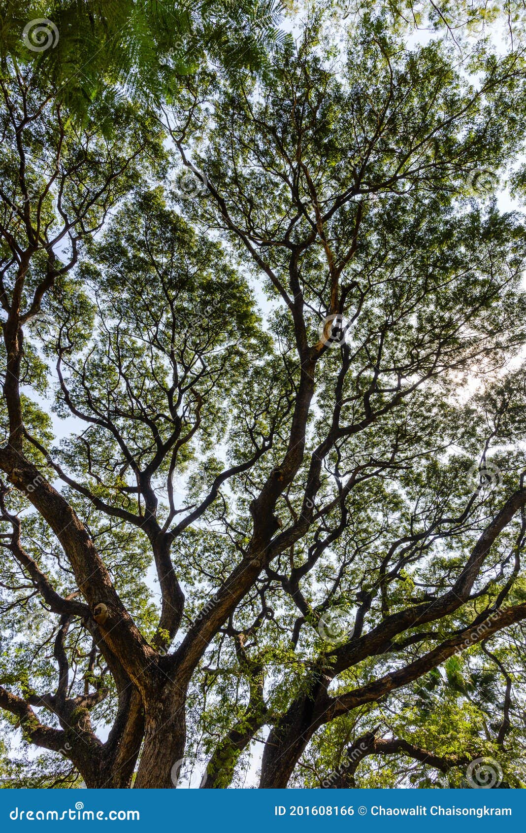 A Backlit Shot of a Big Tree Branch, Each of Which Spread Out into ...