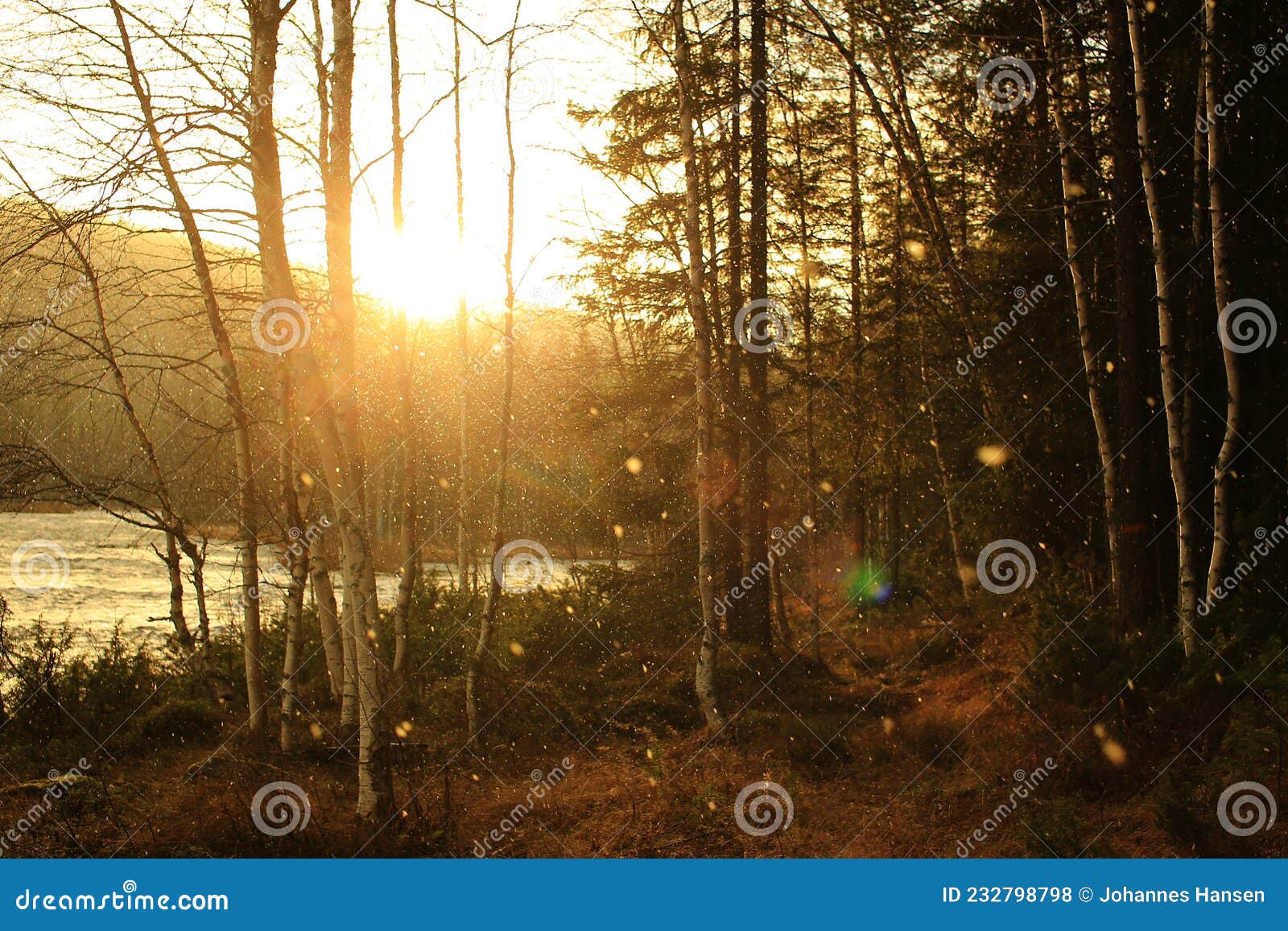 Backlit Shot of Snow and Sunset in Sweden Stock Photo - Image of nature ...