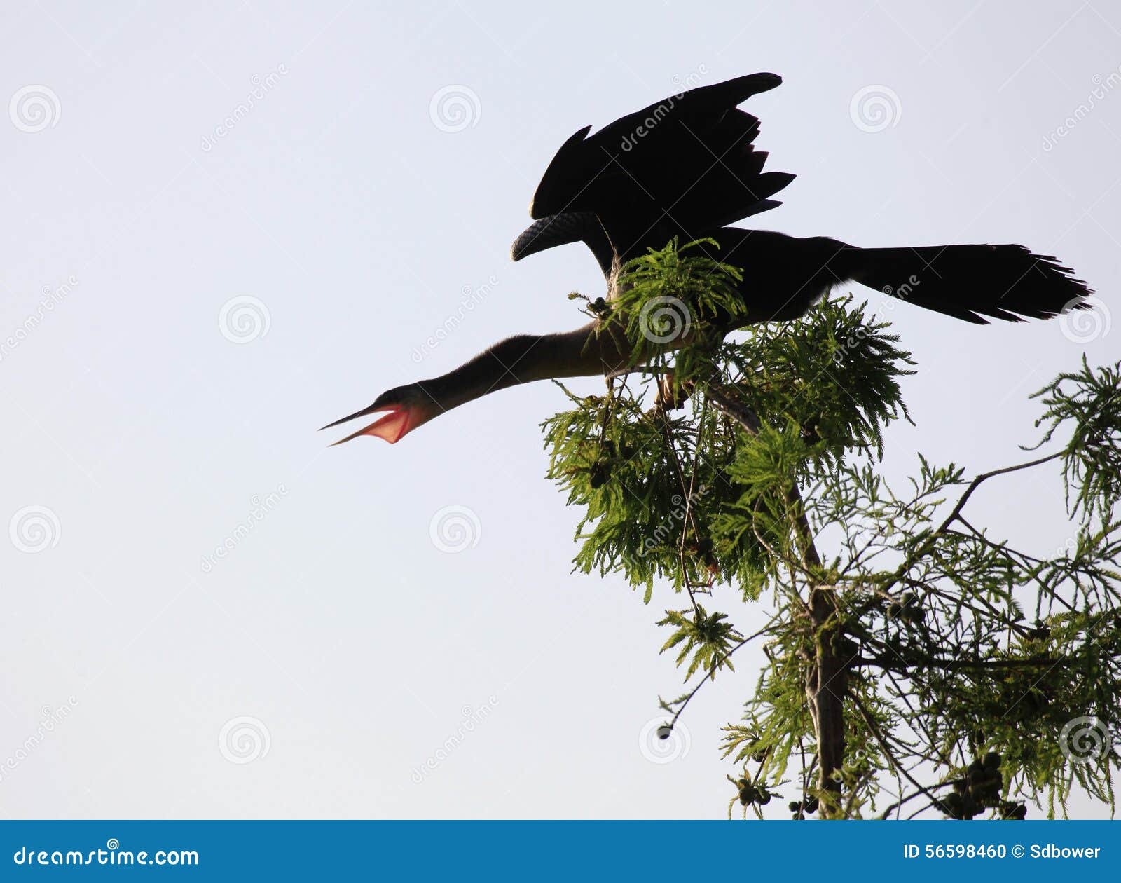 Backlit Silhouette of Anhinga Drying it S Wings Stock Photo - Image of ...