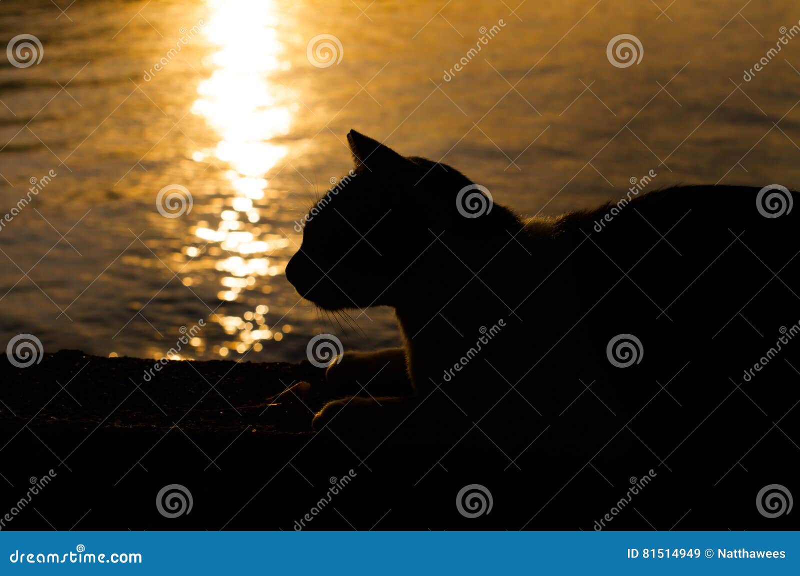 Backlit Silhouette Cat Royalty-Free Stock Photography | CartoonDealer ...