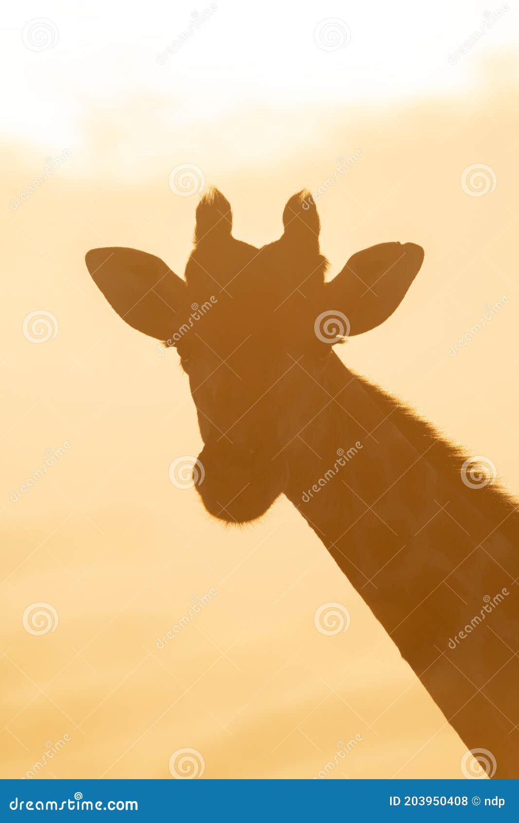 Close-up of Backlit Southern Giraffe Facing Camera Stock Photo - Image ...