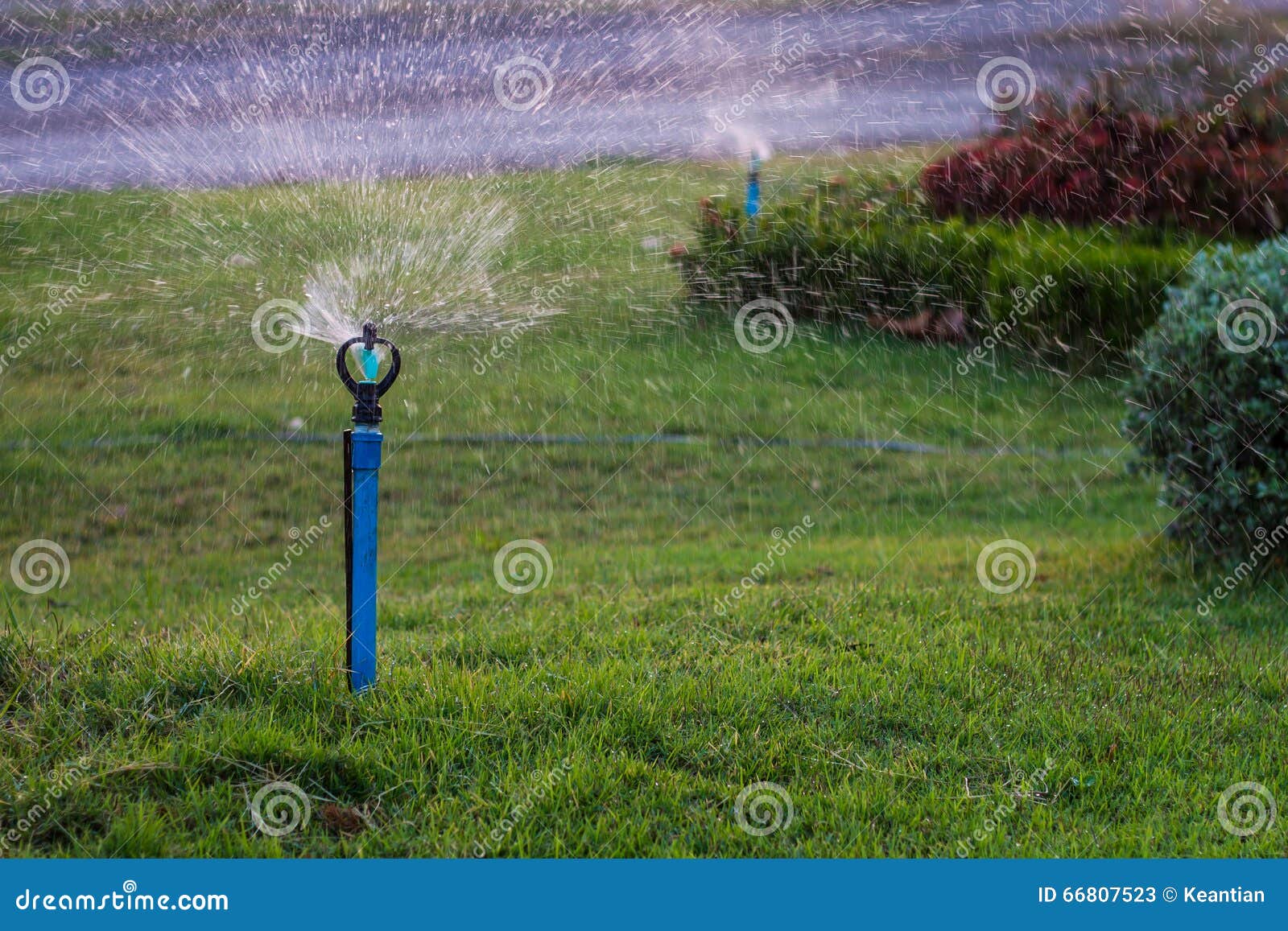Backlit splash Springer. stock image. Image of damp, liquid - 66807523