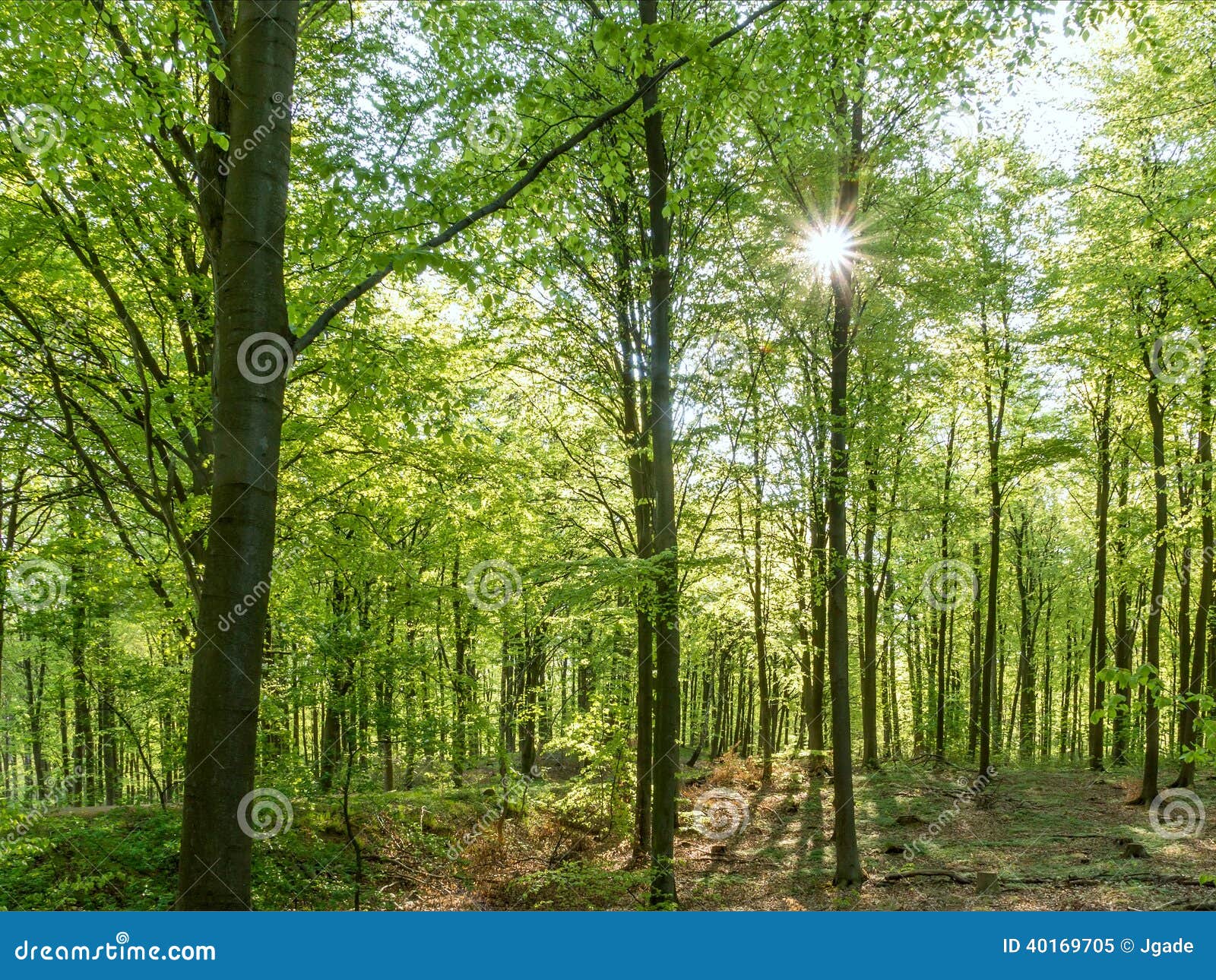 Backlit Spring Forest stock image. Image of back, backlit - 40169705