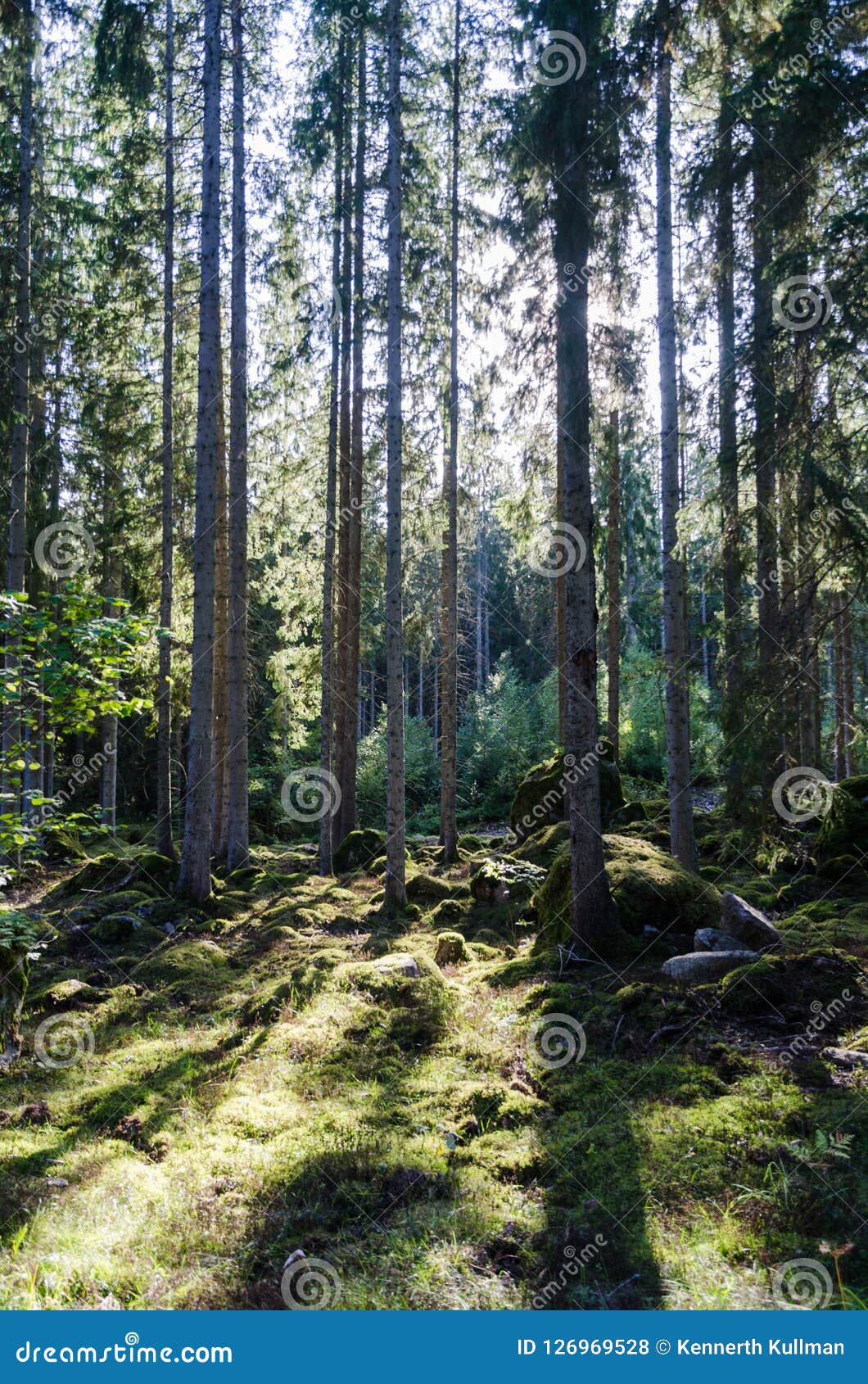 Backlit spruce tree forest stock photo. Image of landscape - 126969528