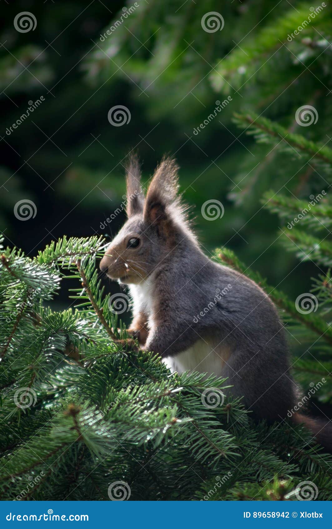 Backlit squirrel dude stock photo. Image of hair, tree - 89658942