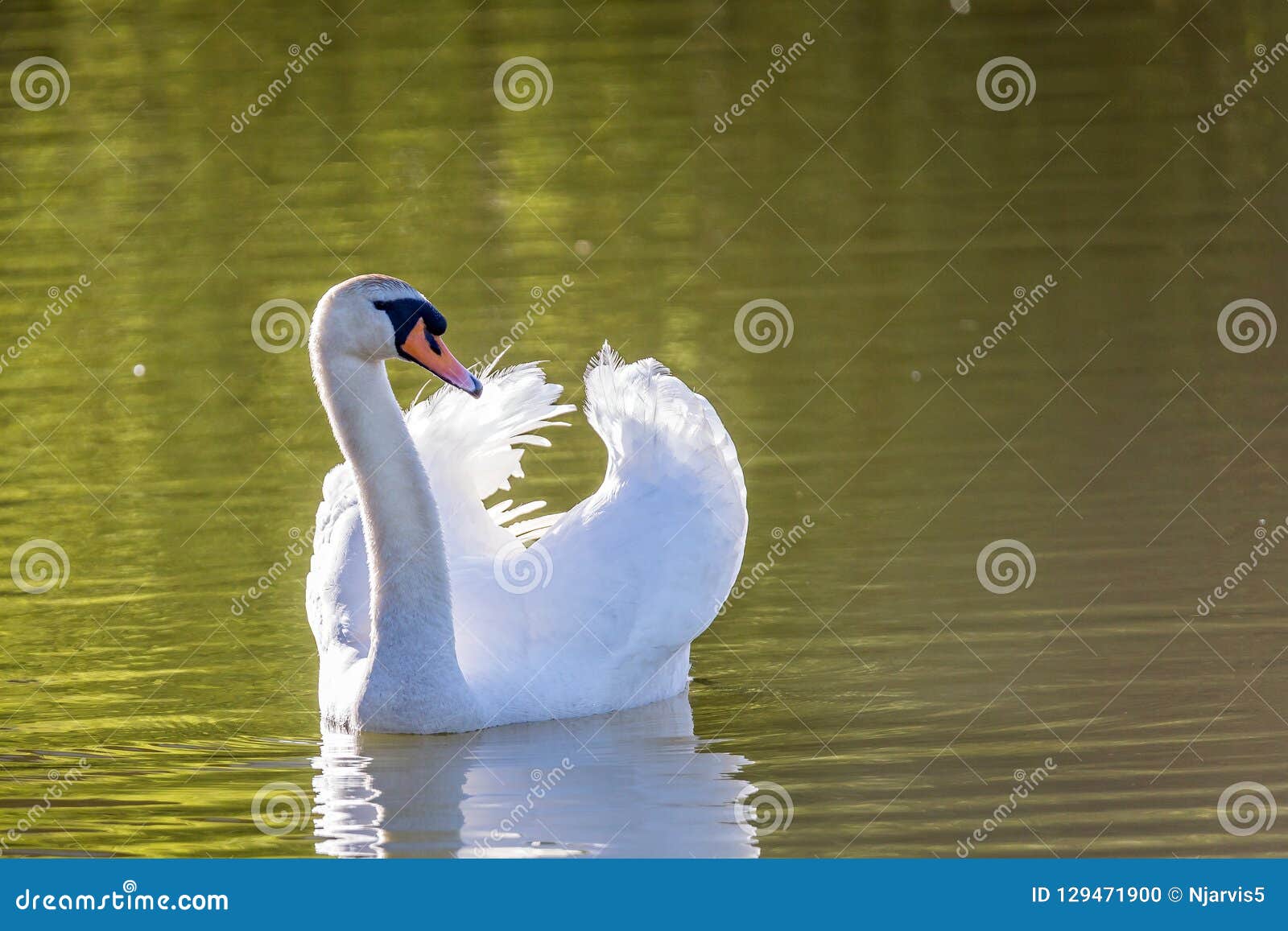 Backlit swan on lake stock photo. Image of birds, water - 129471900