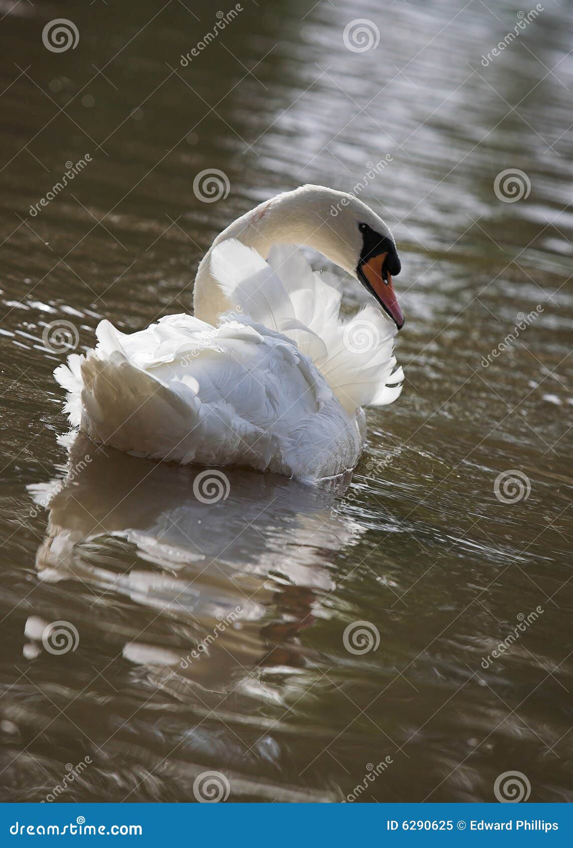 Backlit swan on a river stock image. Image of plumage - 6290625