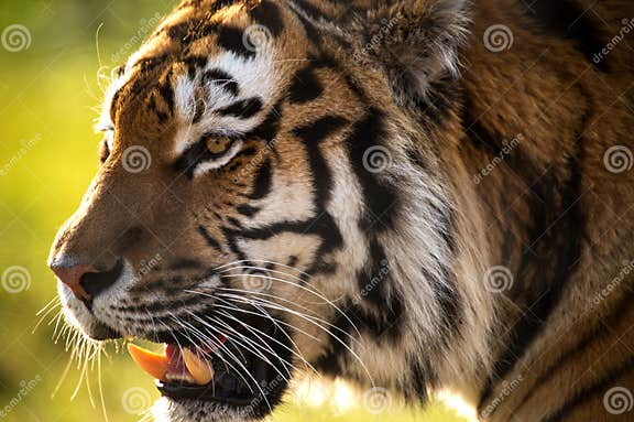 Backlit Tiger stock photo. Image of hunter, prowess, tiger - 29559520