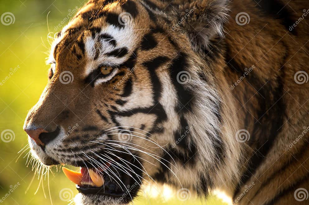 Backlit Tiger stock photo. Image of hunter, prowess, tiger - 29559520