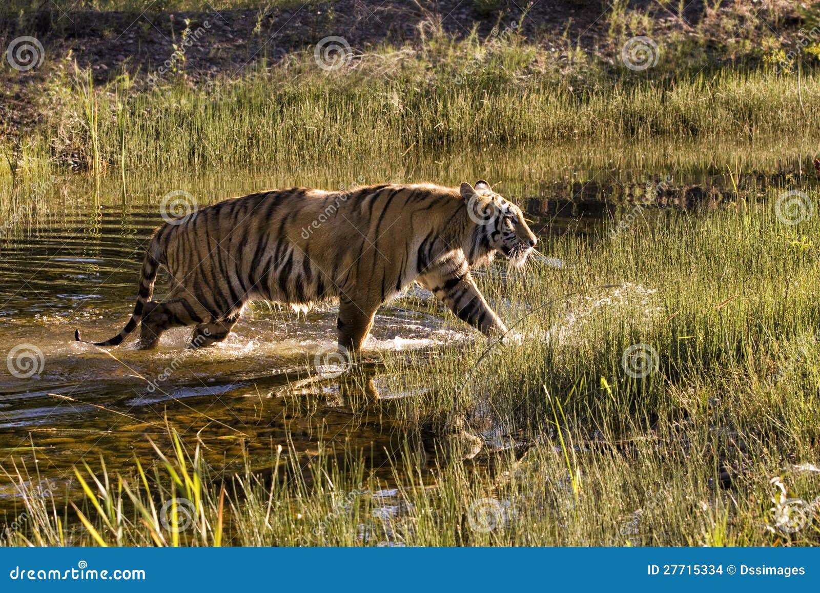 Backlit Tiger Coming Out of the Water Stock Photo - Image of danger ...