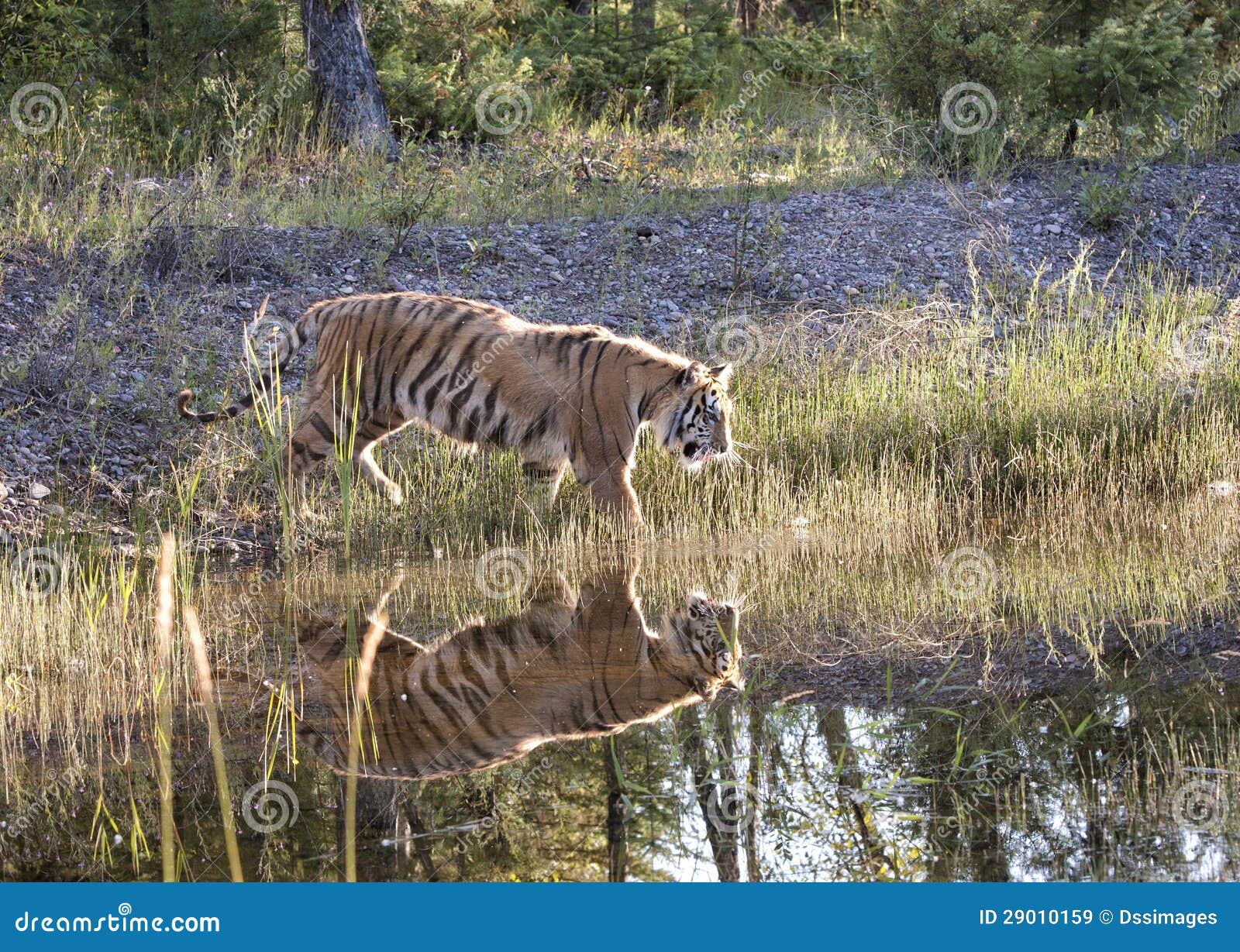 Backlit Tiger Reflection stock image. Image of mammal - 29010159