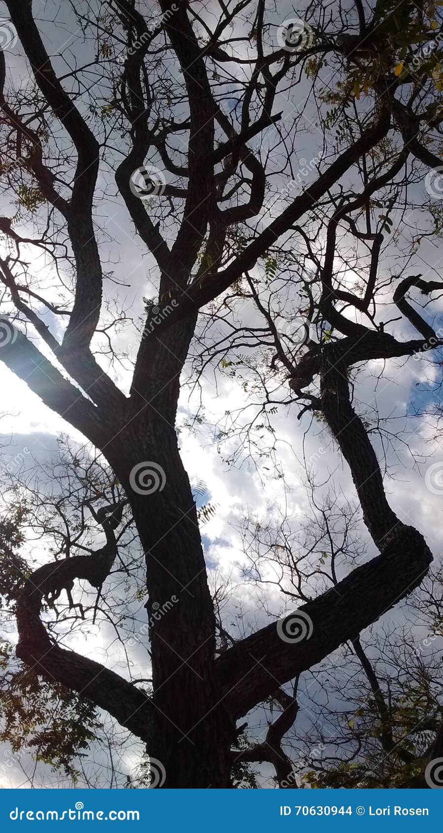 Backlit tree abstract stock photo. Image of backlit, trees - 70630944