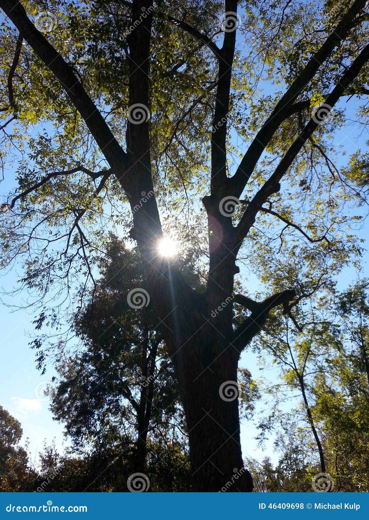 Backlit tree stock photo. Image of silhouette, backlit - 46409698