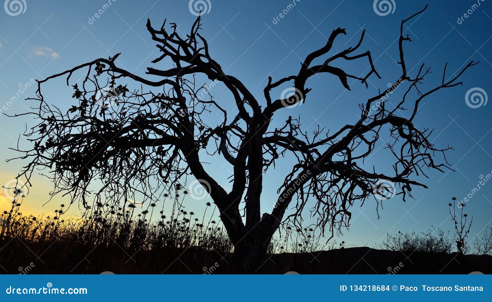 Backlit tree and blue sky stock photo. Image of ecology - 134218684