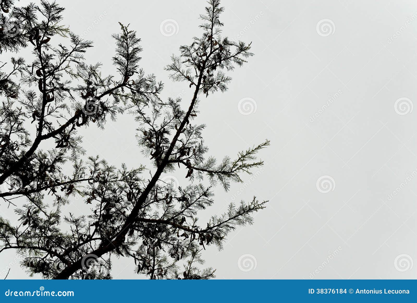 Backlit tree branch stock photo. Image of clouds, backlit - 38376184