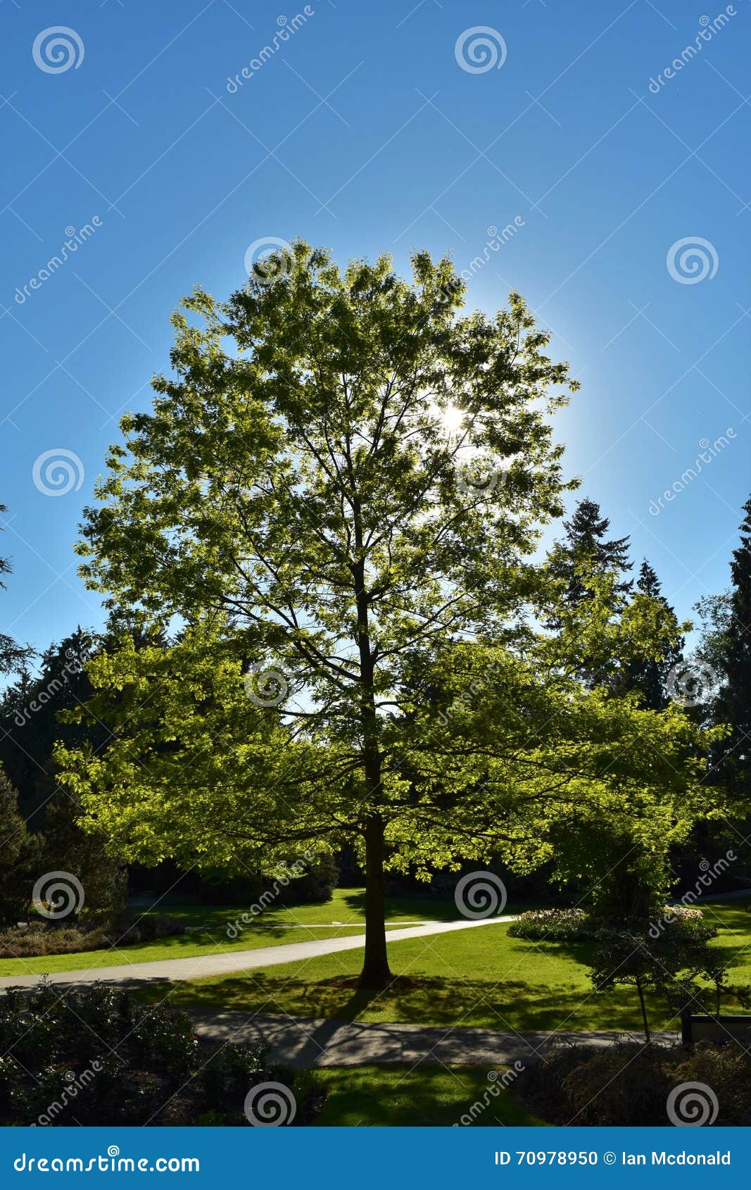 Backlit Tree stock photo. Image of backlit, sunny, tree - 70978950