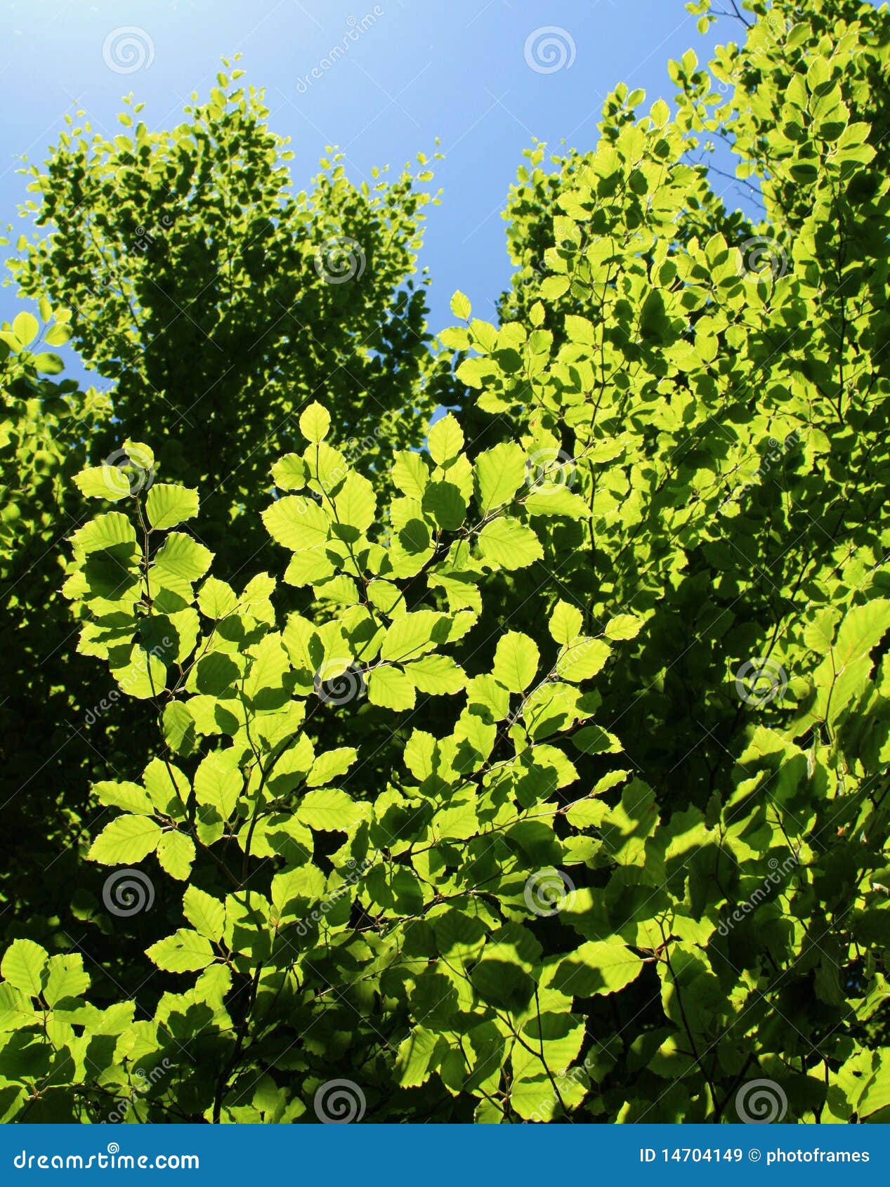 Backlit tree leaves stock image. Image of leaf, trunk - 14704149