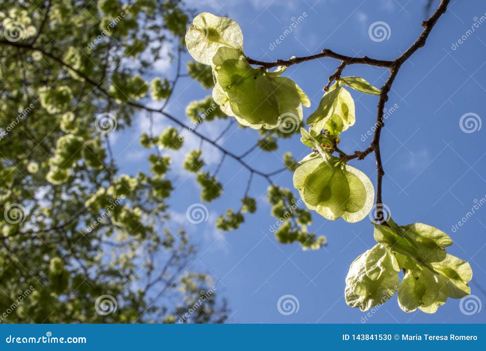 Backlit tree leaves stock photo. Image of white, season - 143841530