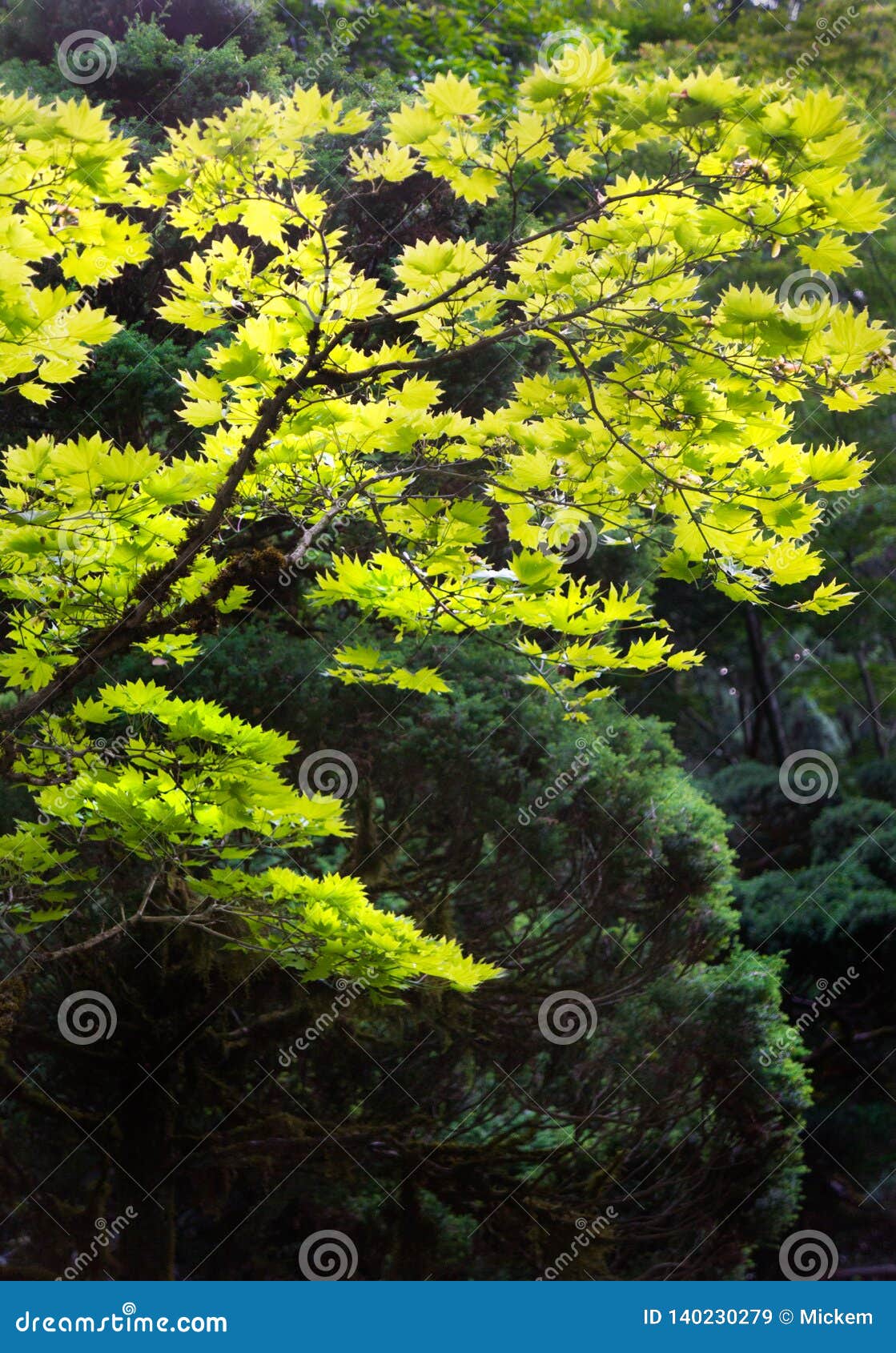 Backlit Tree Leaves Canopy Over Forest Floor Stock Image - Image of ...