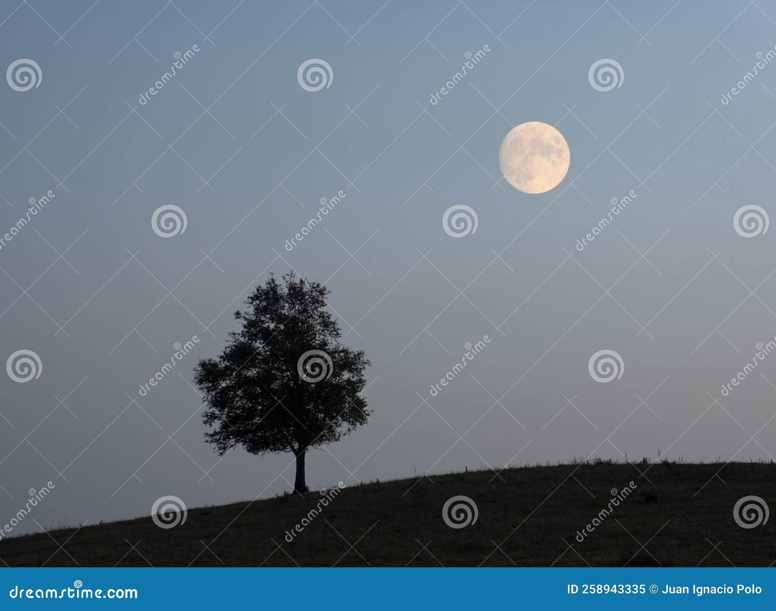 Backlit Tree and Moon at Dusk Stock Image - Image of time, solitude ...
