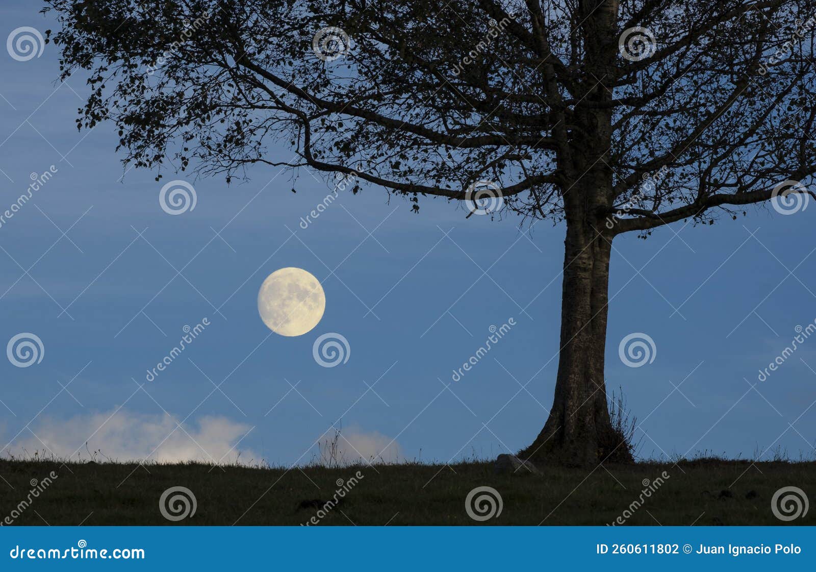 Backlit Tree and Moon at Dusk Stock Photo - Image of moonlight, backlit ...
