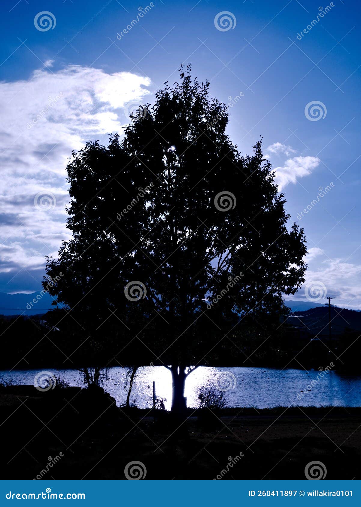 The backlit tree stock image. Image of lake, glow, darkness - 260411897