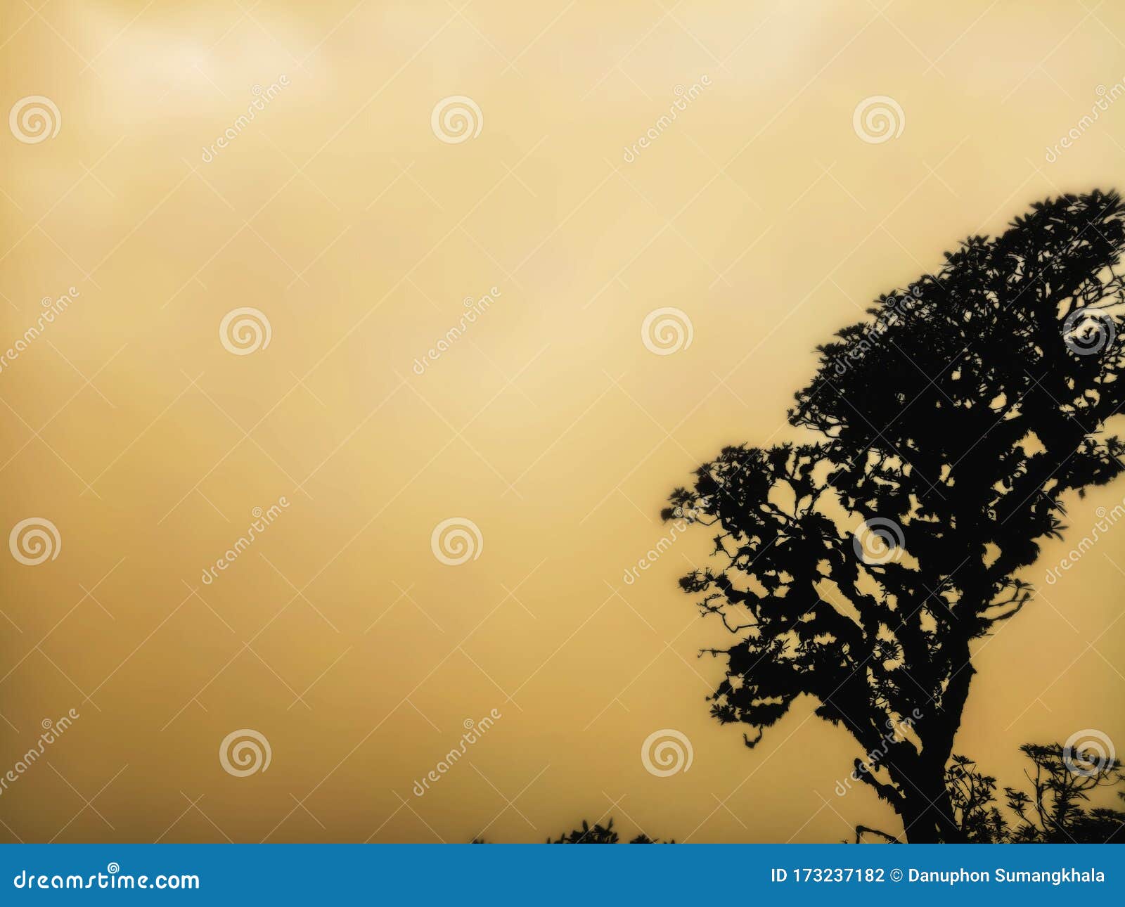 Backlit Tree Shadows and Orange-yellow Backgrounds Have Gentle Clouds ...